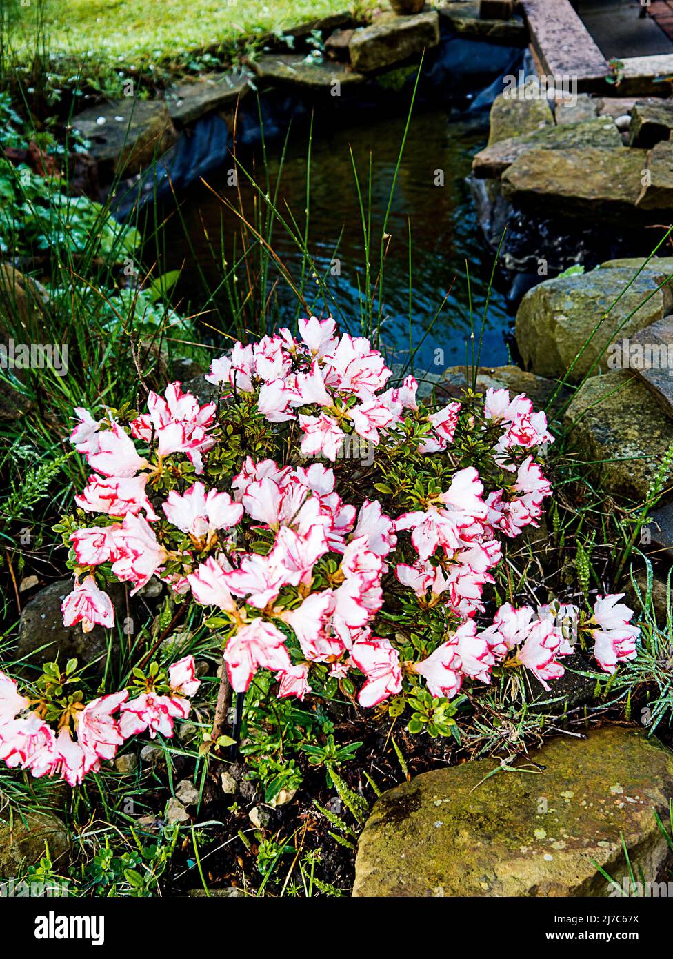 Azaleas belong to the Rhododendron genus, and they are members of the ...