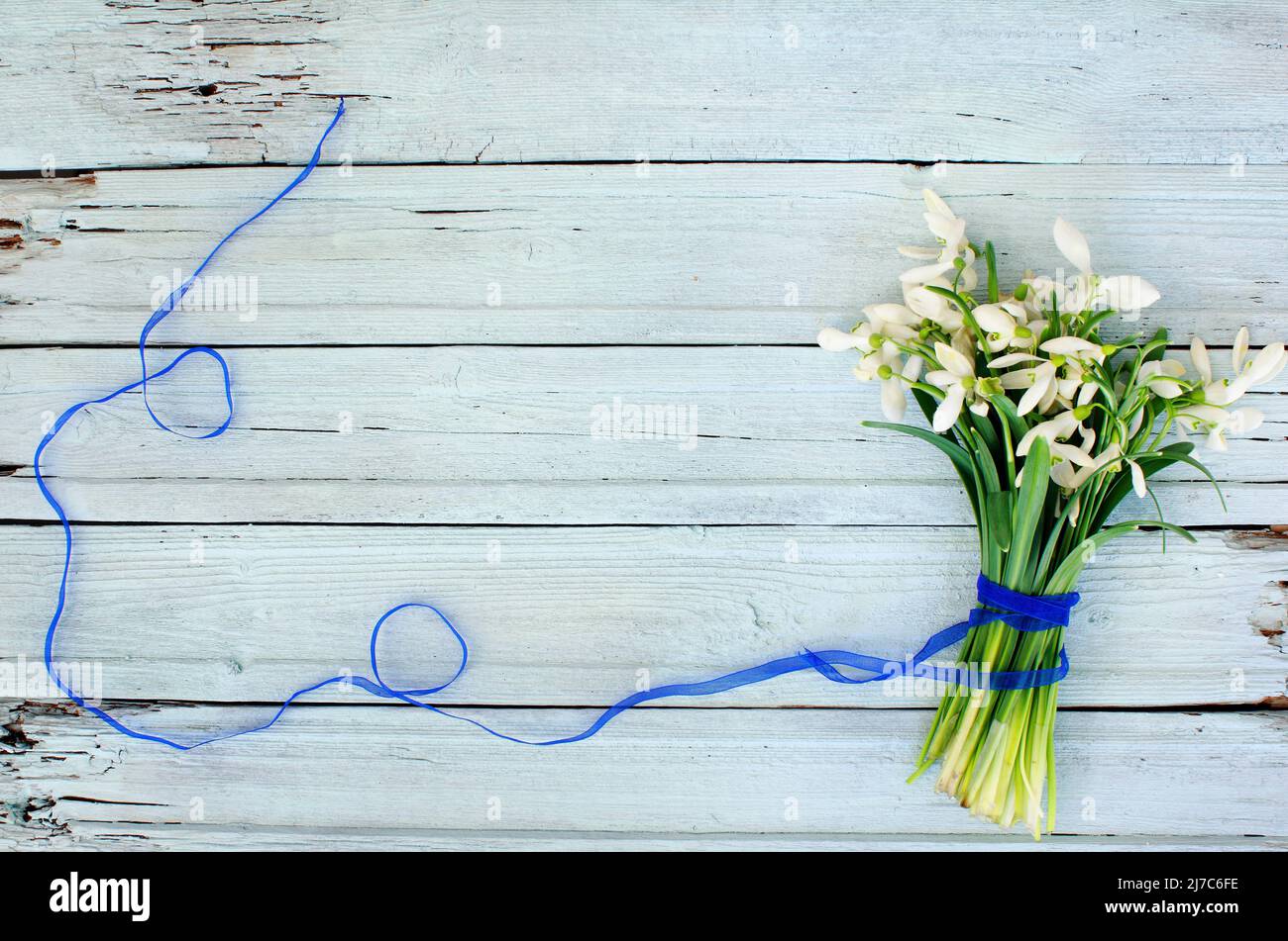 Blue snowdrops in wood hi-res stock photography and images - Alamy