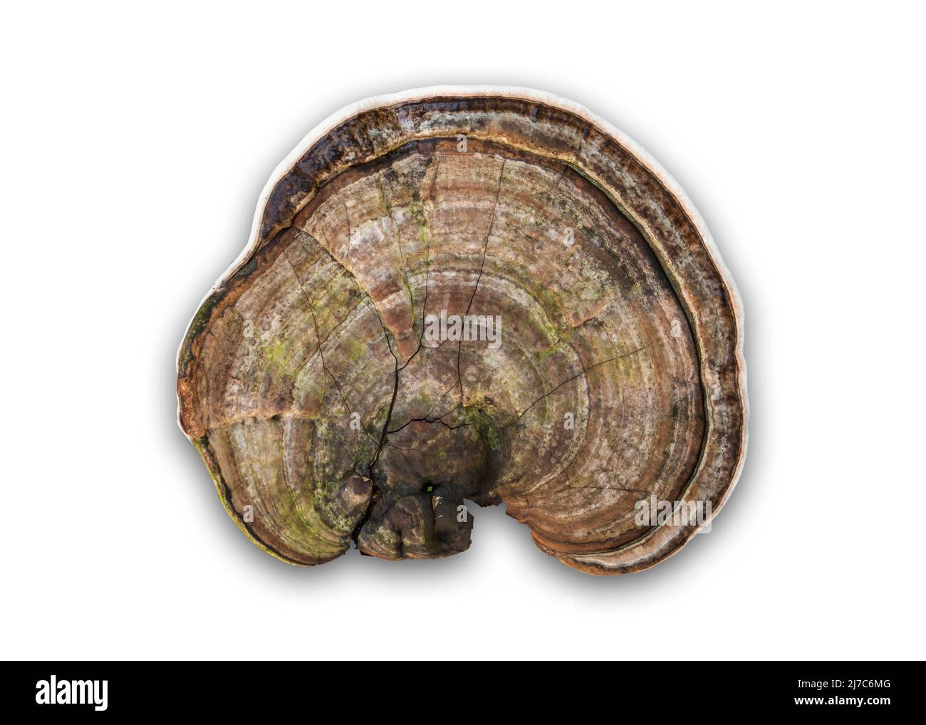 Fungi tree Cut Out Stock Images & Pictures - Alamy