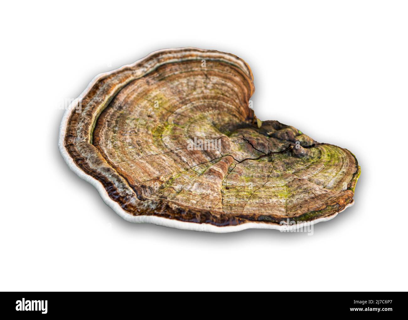 Tree fungi or mushroom on a white background Stock Photo - Alamy