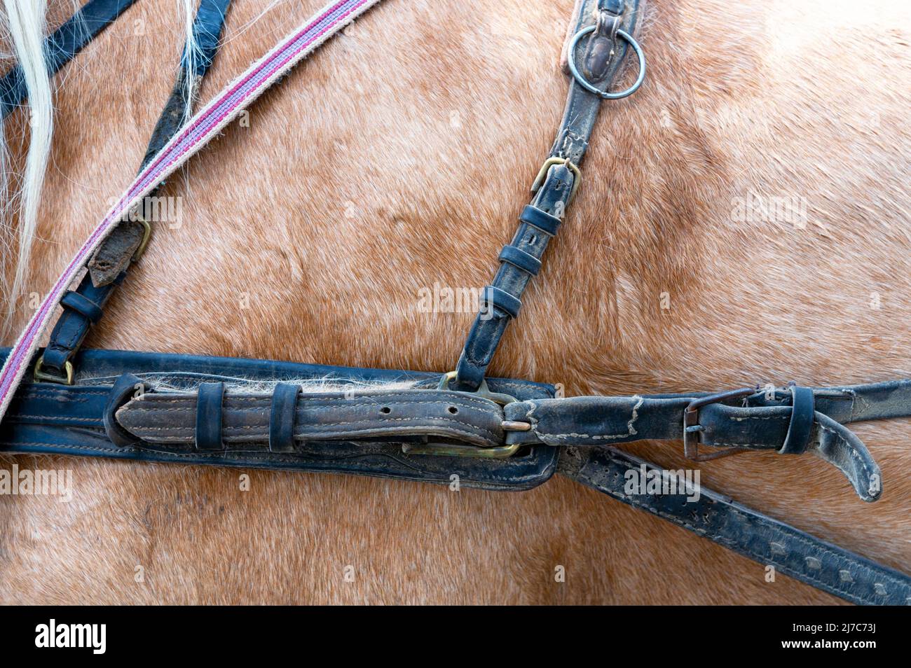 Close up of horse drawn carriage tack Stock Photo - Alamy