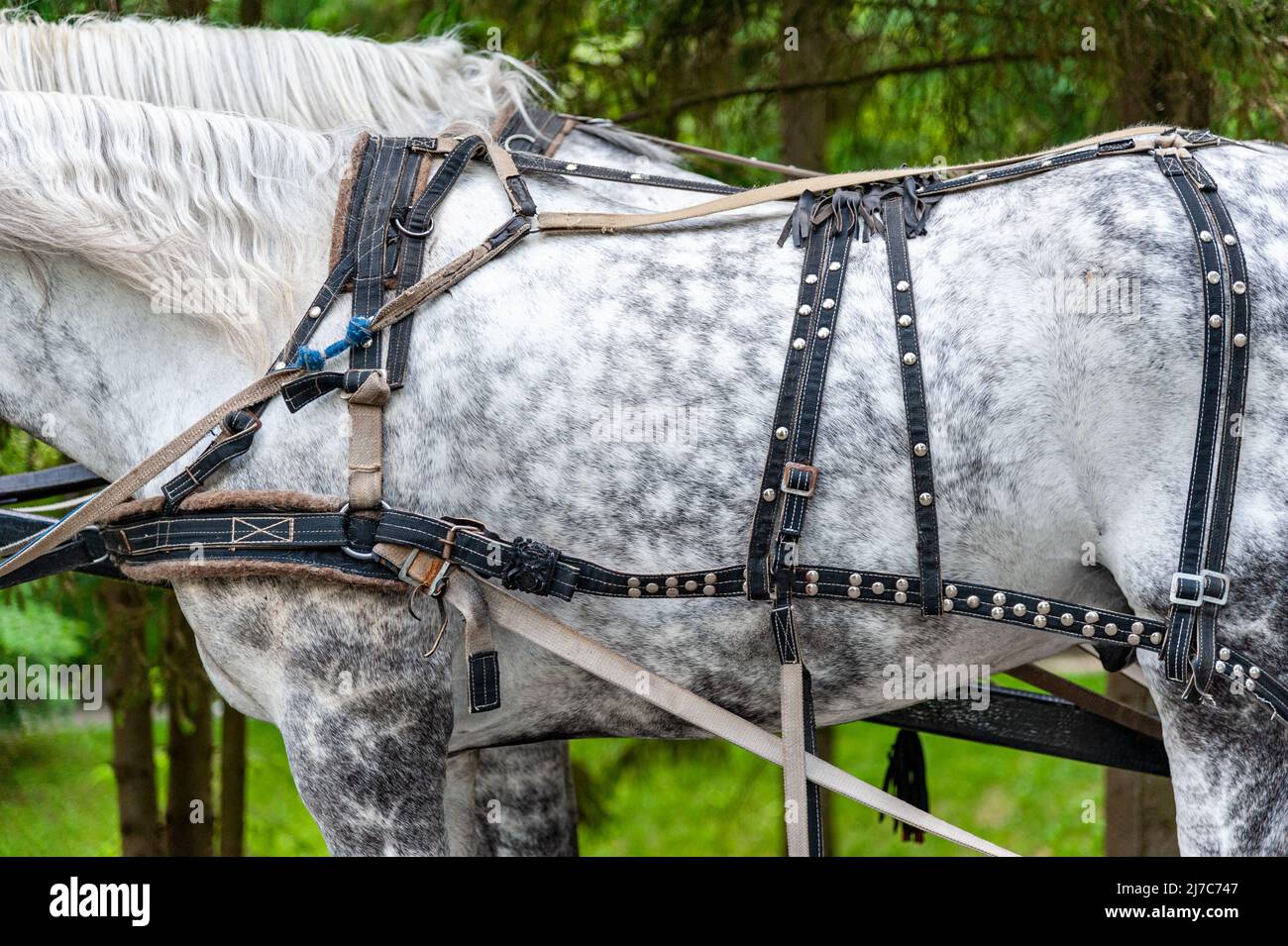 Close up of horse drawn carriage tack Stock Photo - Alamy