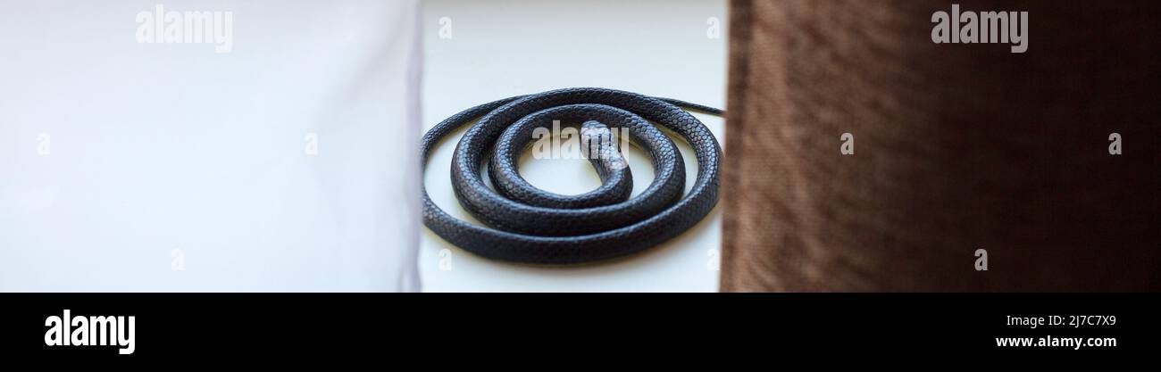 Domestic tamed snake sleeps windowsill by the window Stock Photo - Alamy