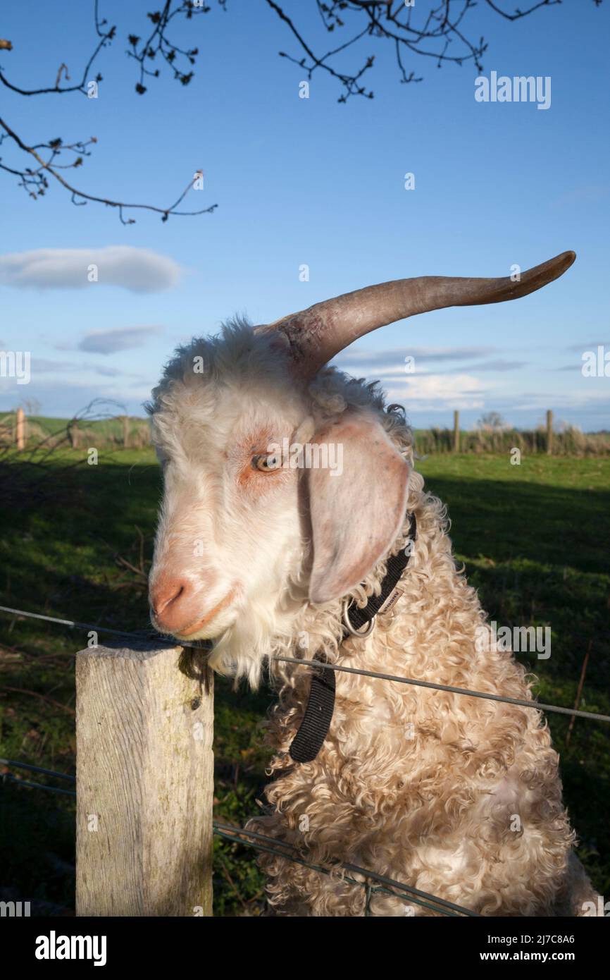 Domestic goat looking over fence hi-res stock photography and images ...