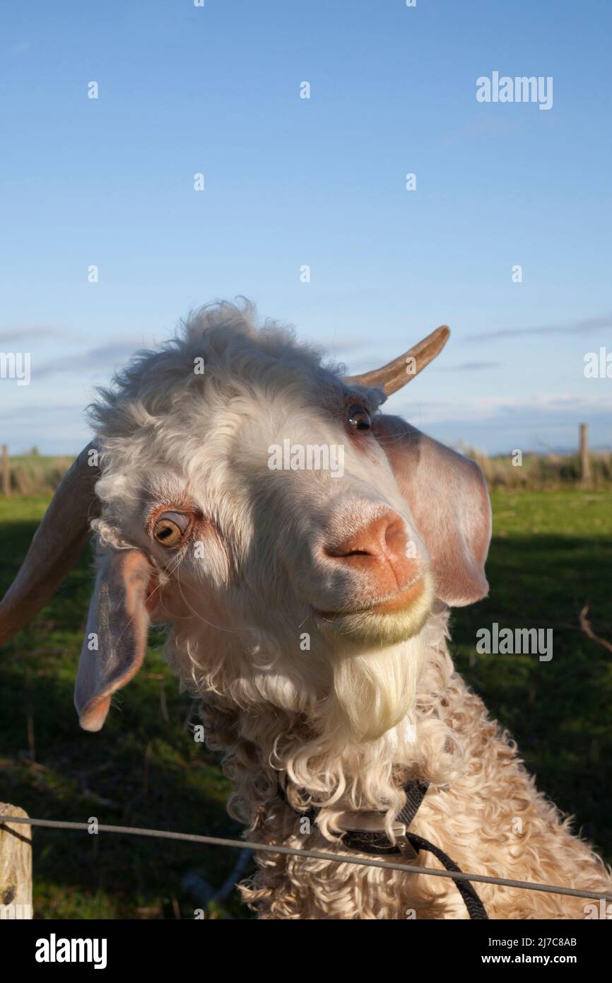 Domestic goat looking over fence hi-res stock photography and images ...
