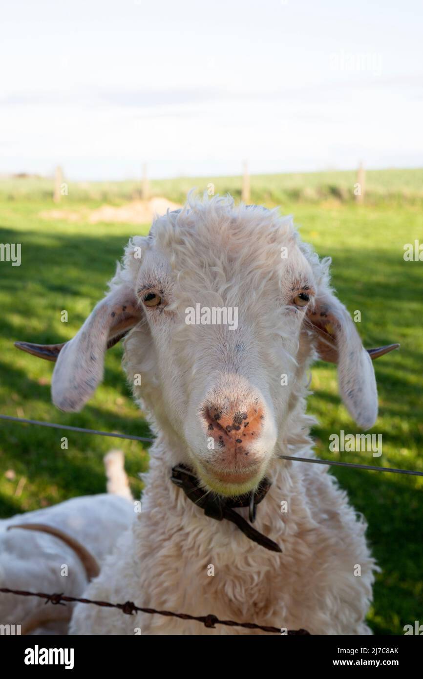 Domestic goat looking over fence hi-res stock photography and images ...