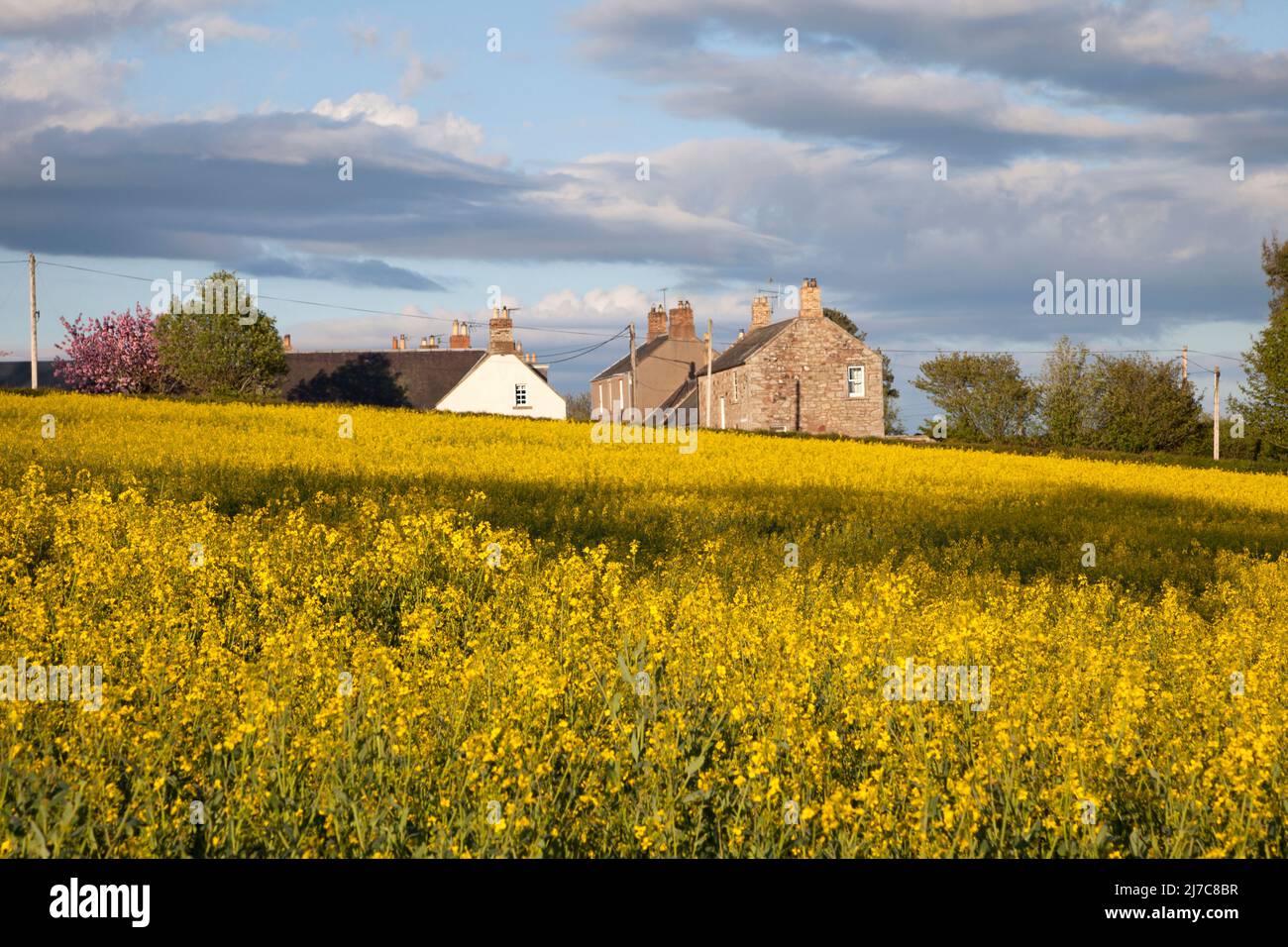 Oil seed rape and winter wheat in farmland near Duns, Berwickshire ...
