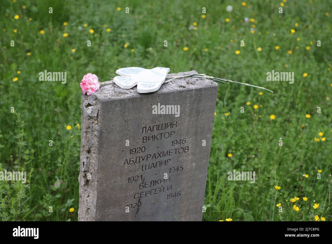 08 May 2022, Thuringia, Weimar: A peace dove with a flower lies on a ...