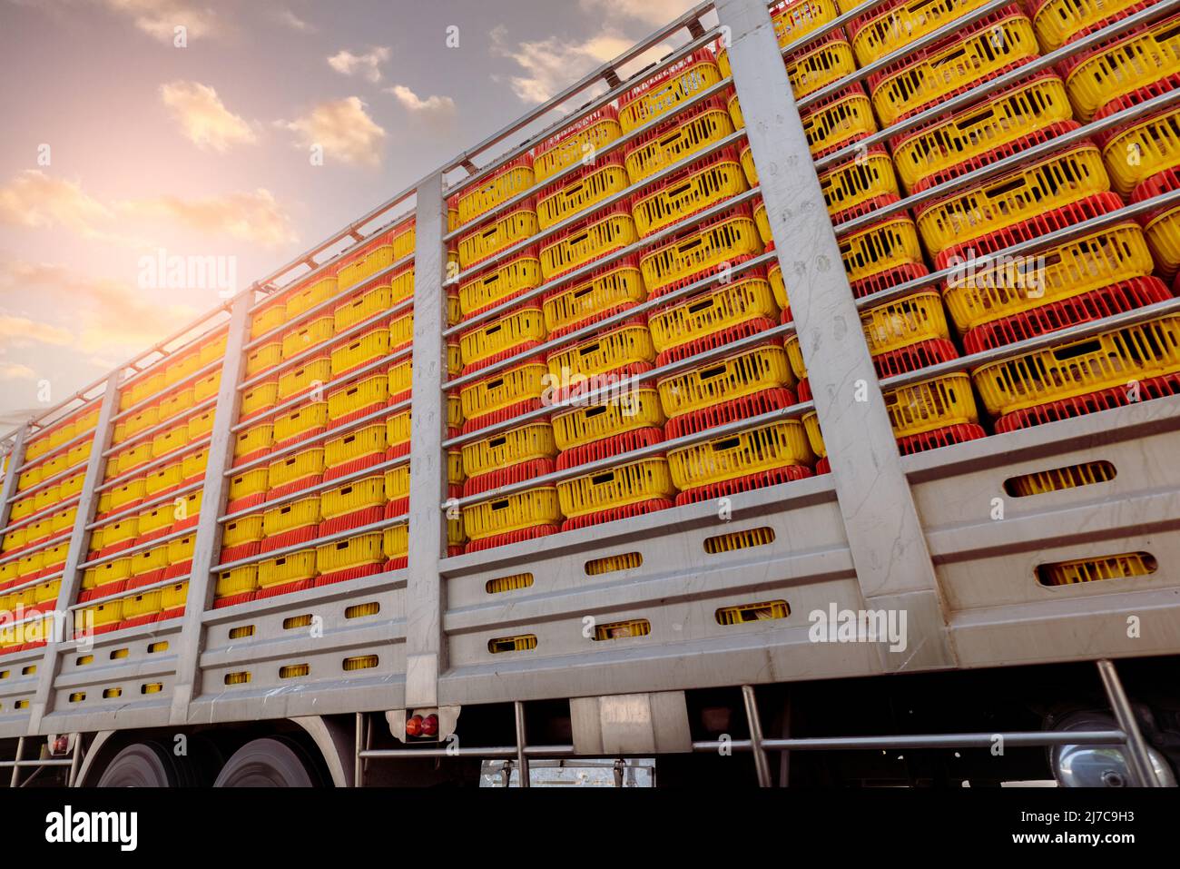 Chicken transport by truck from livestock farm to food factory. Poultry ...