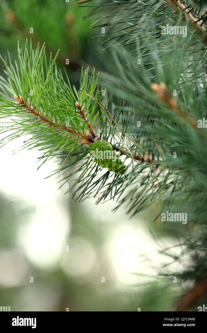Pine needles close up hi-res stock photography and images - Alamy