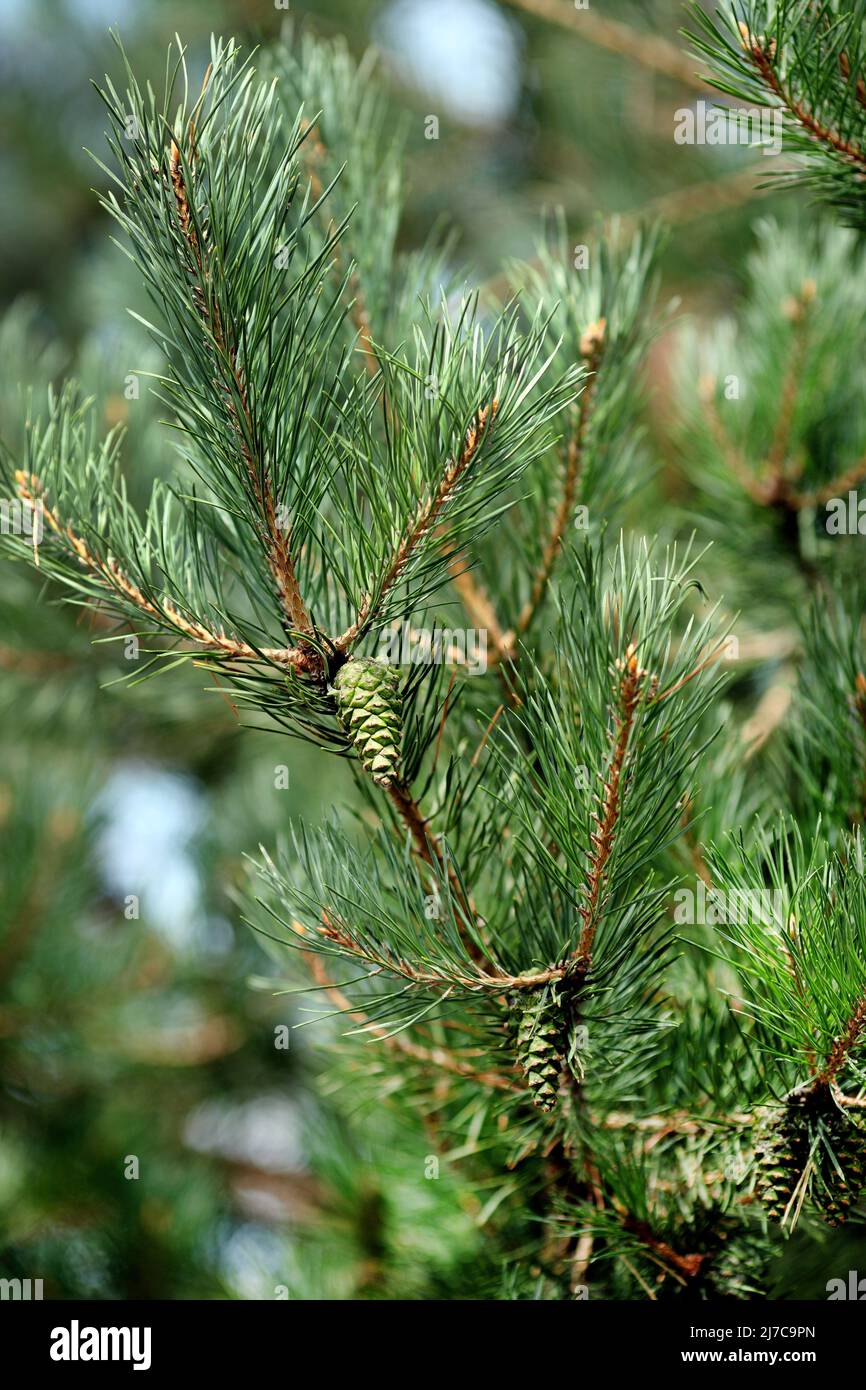Pine needles close up hi-res stock photography and images - Alamy