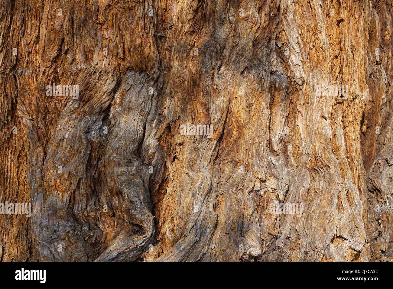 Close up of a Sequoia tree trunk with bark removed Stock Photo - Alamy