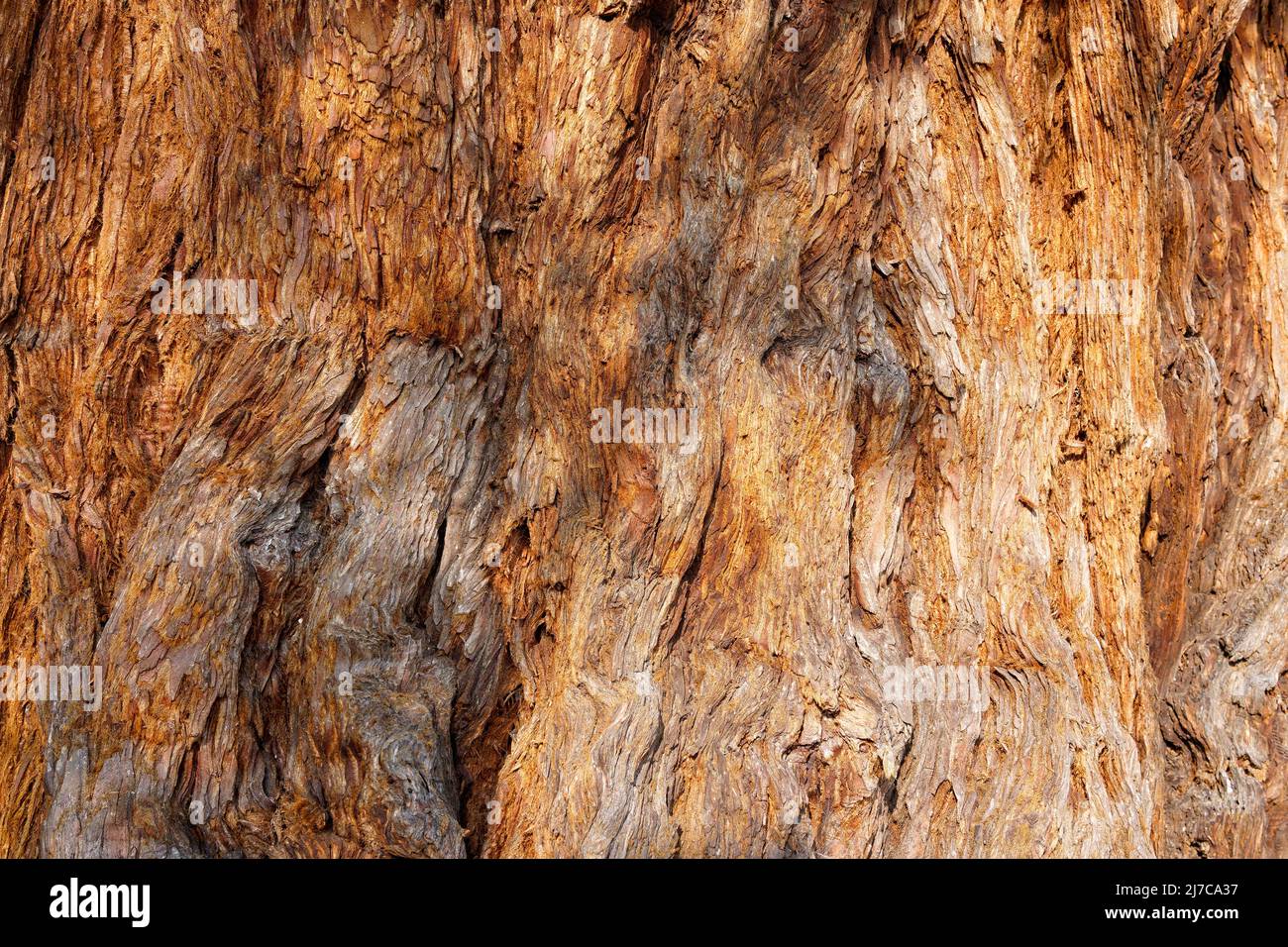 Giant sequoia sequoiadendron giganteum growing hi-res stock photography ...