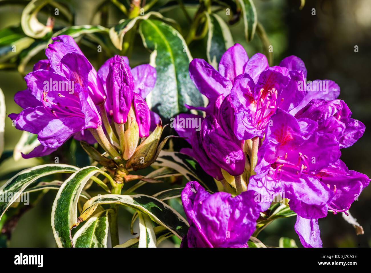 Rhododendron Ponticum Variegatum growing in a Devon Country Garden ...