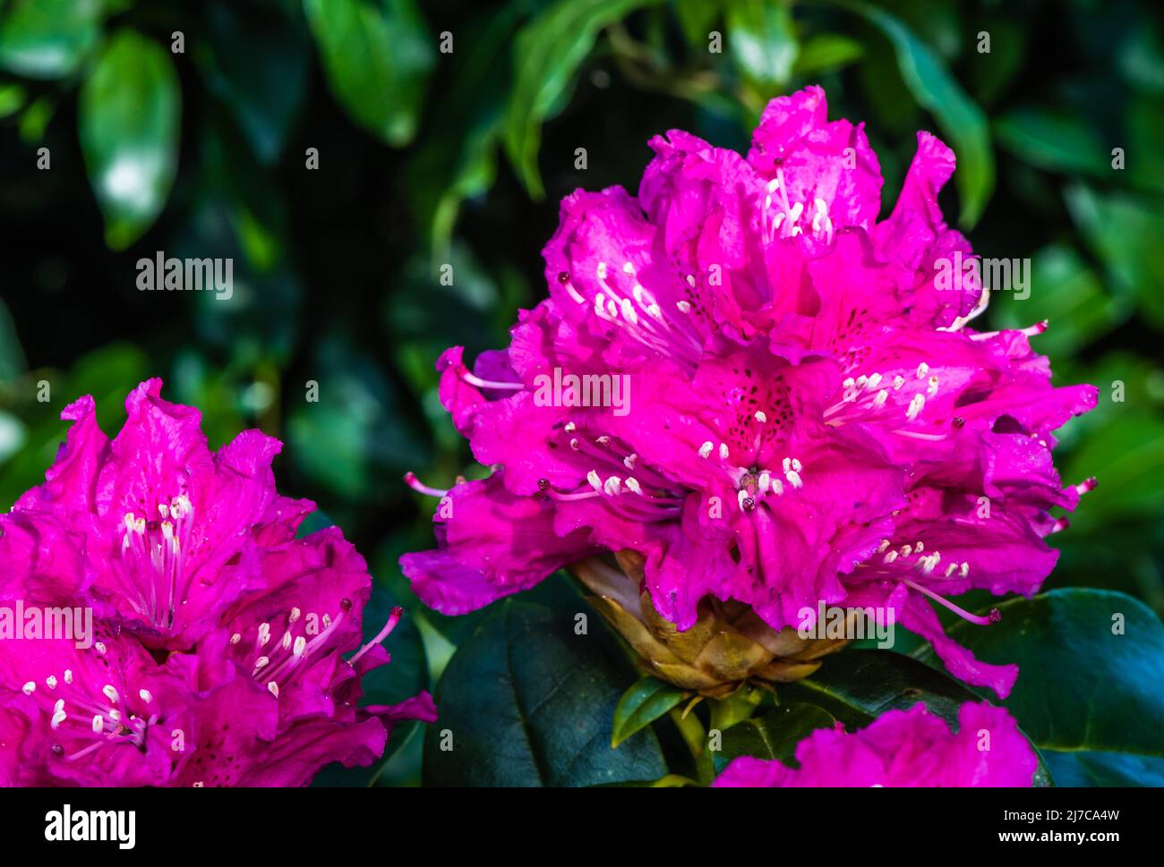 Rhododendron Rocket growing in a Devon Country Garden Stock Photo - Alamy
