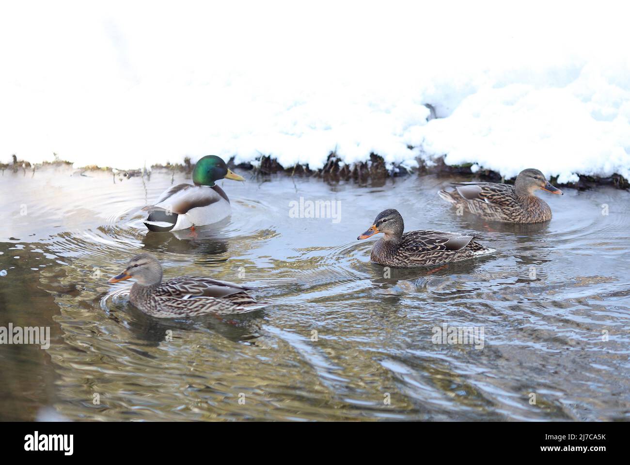 four ducks swimming in the river Stock Photo - Alamy
