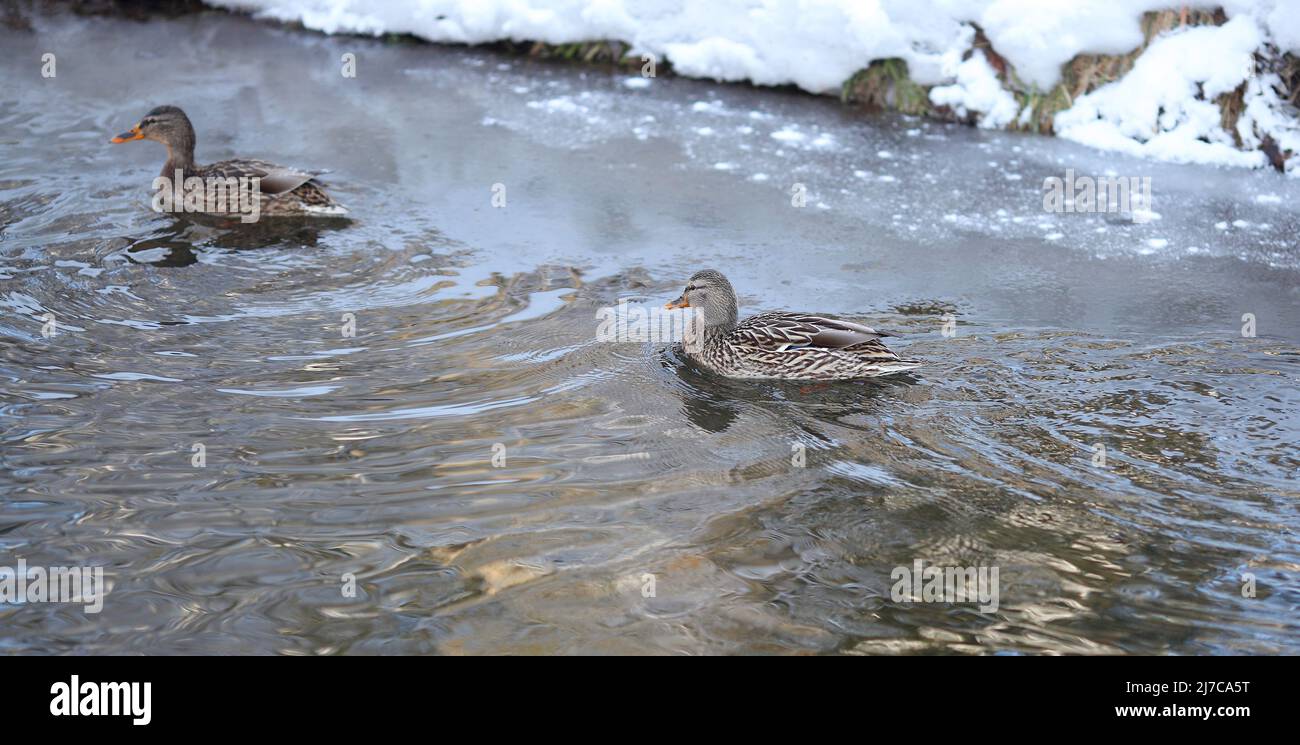 Mallards in the water hi-res stock photography and images - Alamy