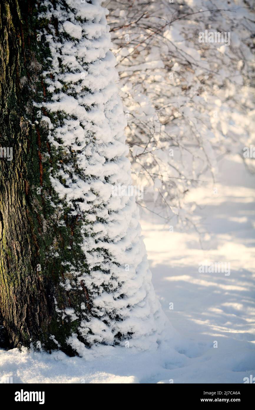 bark tree , remains of snow on one side Stock Photo - Alamy