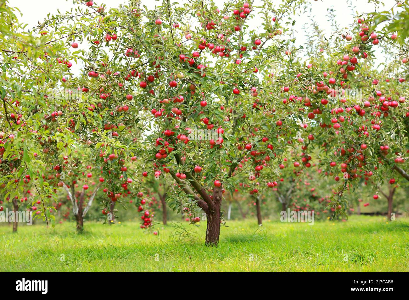 Trees with red apples in an orchard Stock Photo - Alamy
