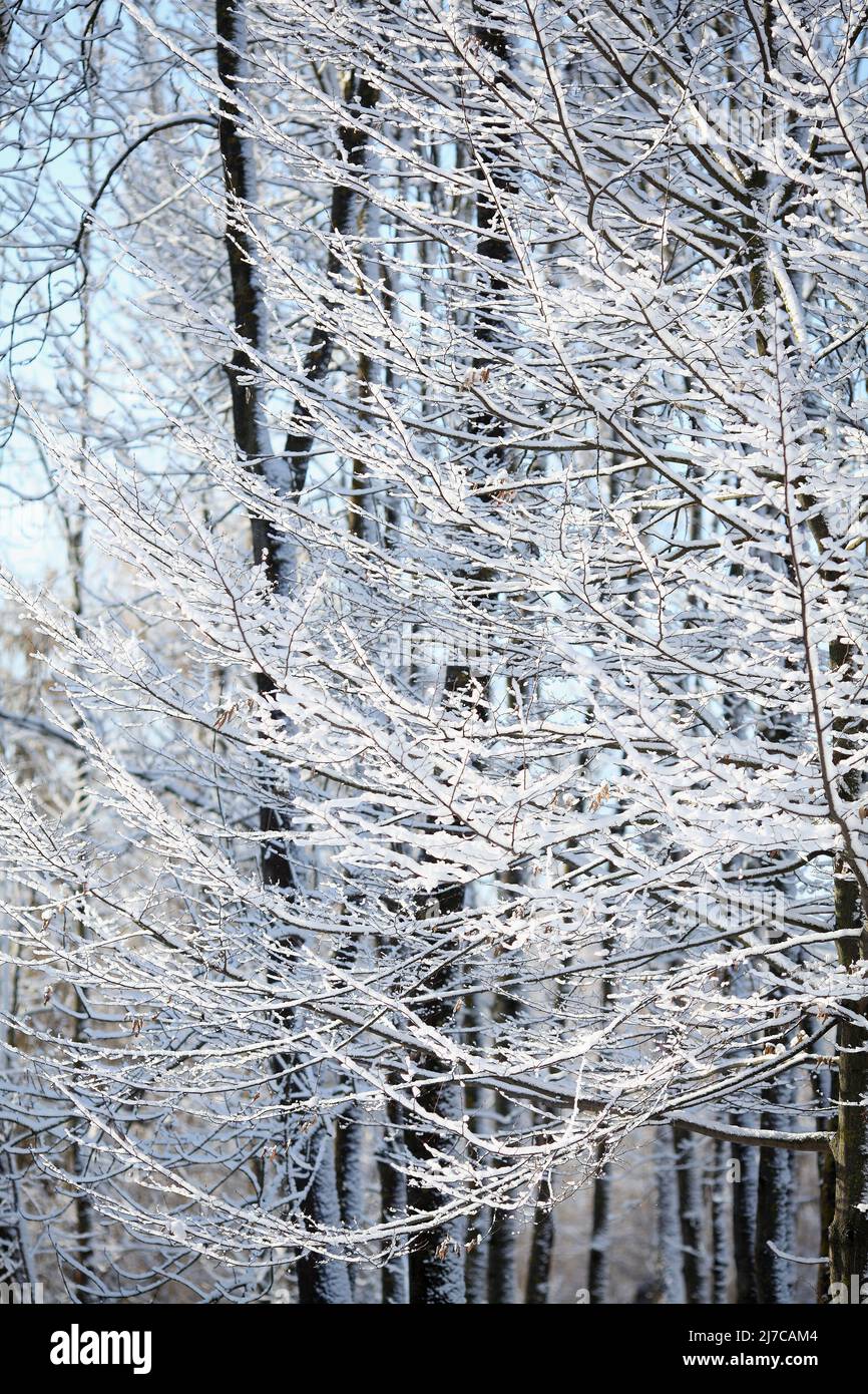 winter snow branches of tree Stock Photo - Alamy