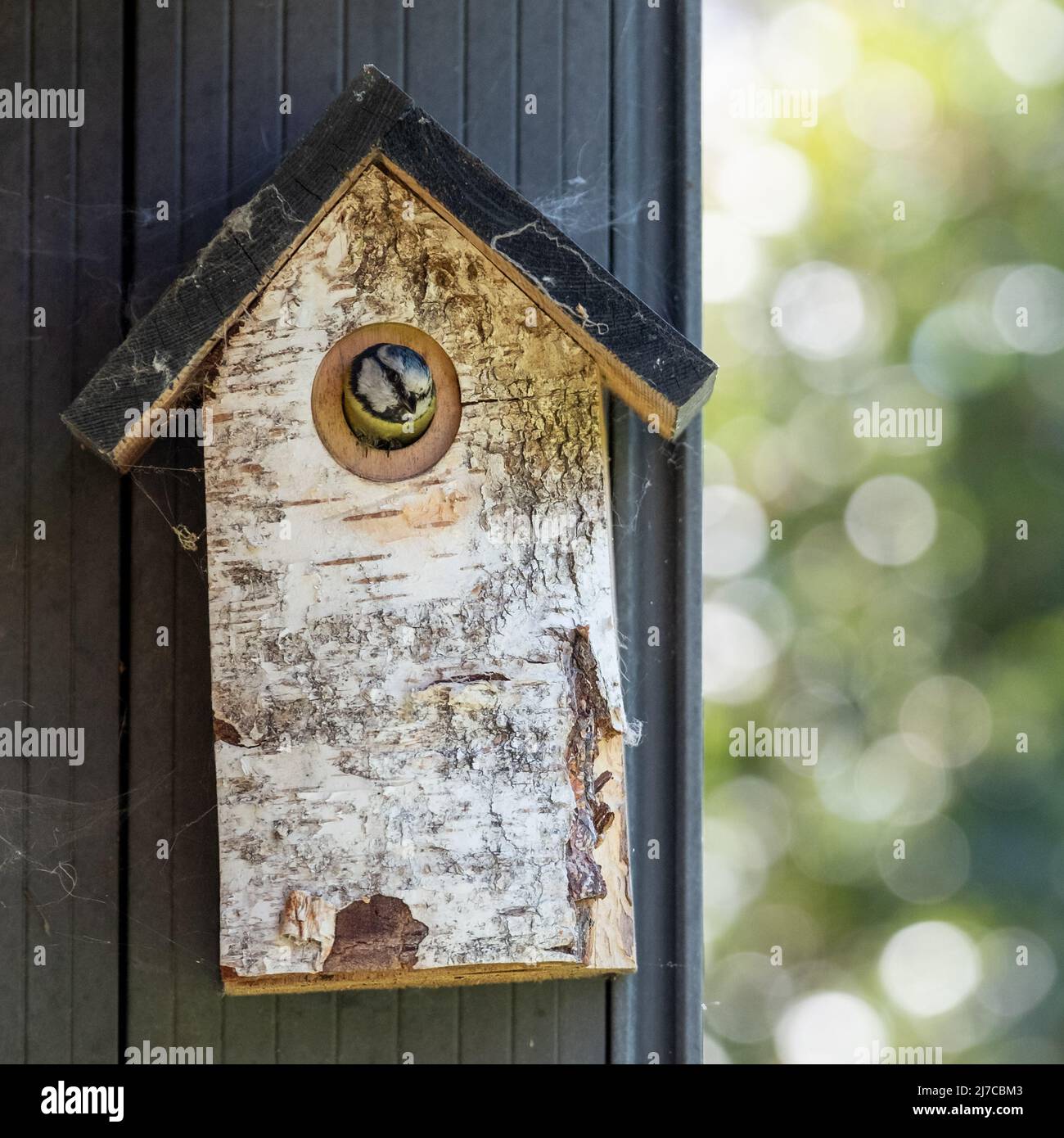 Blue tit flying from a wooden bird box in a suburban garden in spring ...