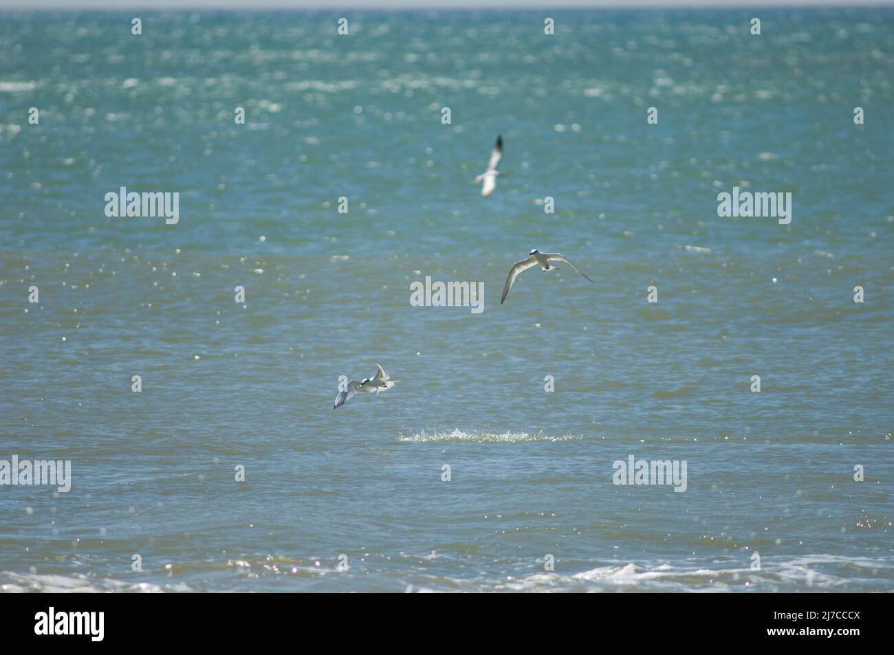 Sandwich terns Sterna sandvicensis fishing. Dakar. Senegal Stock Photo - Alamy