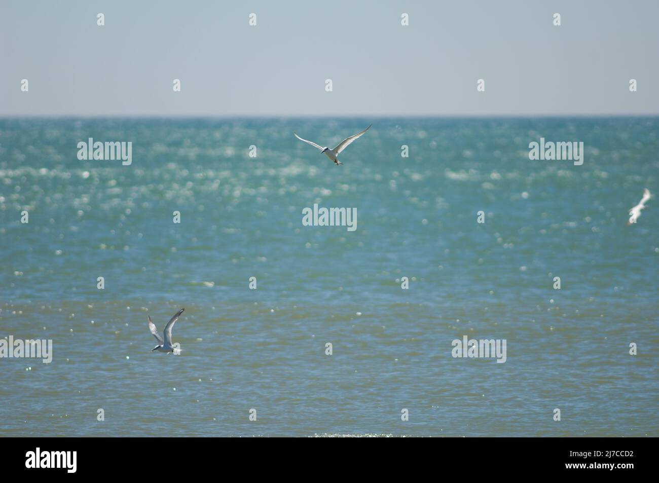 Sandwich terns Sterna sandvicensis fishing. Dakar. Senegal Stock Photo ...