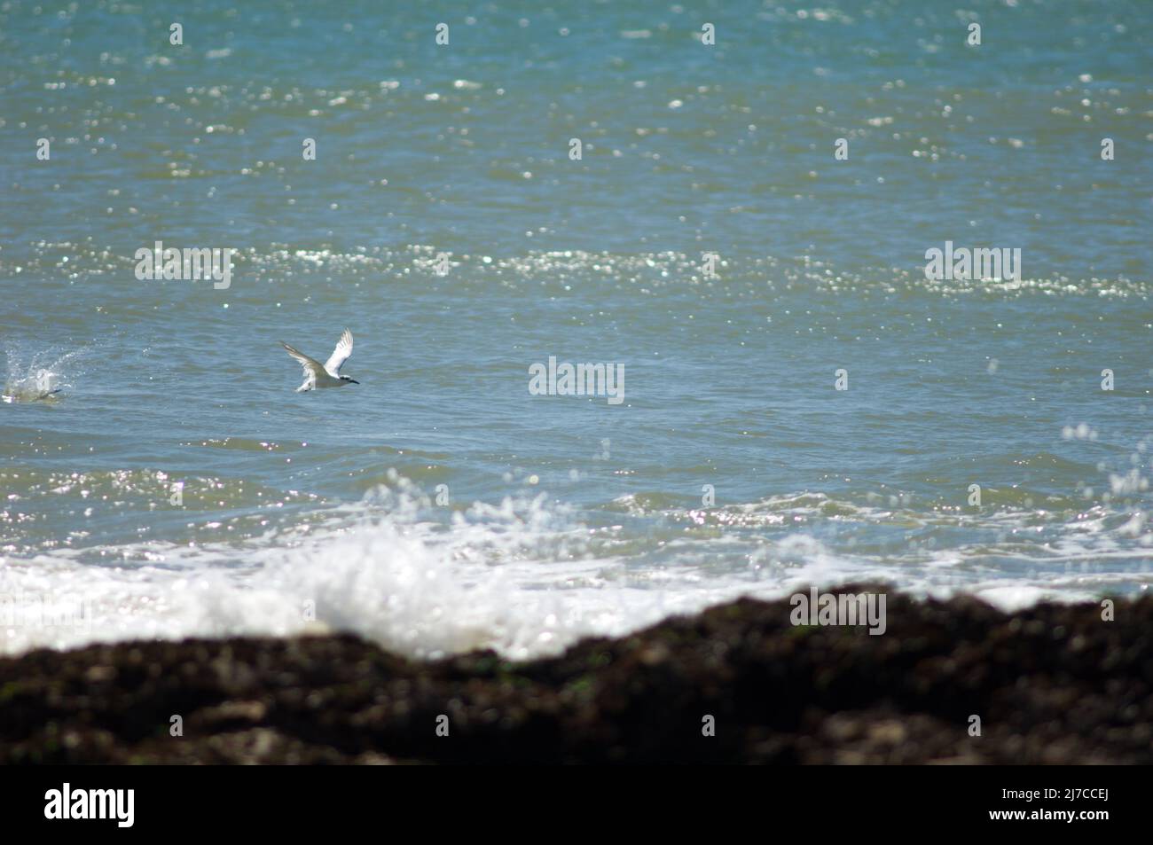 Sandwich terns Sterna sandvicensis fishing. Dakar. Senegal Stock Photo - Alamy