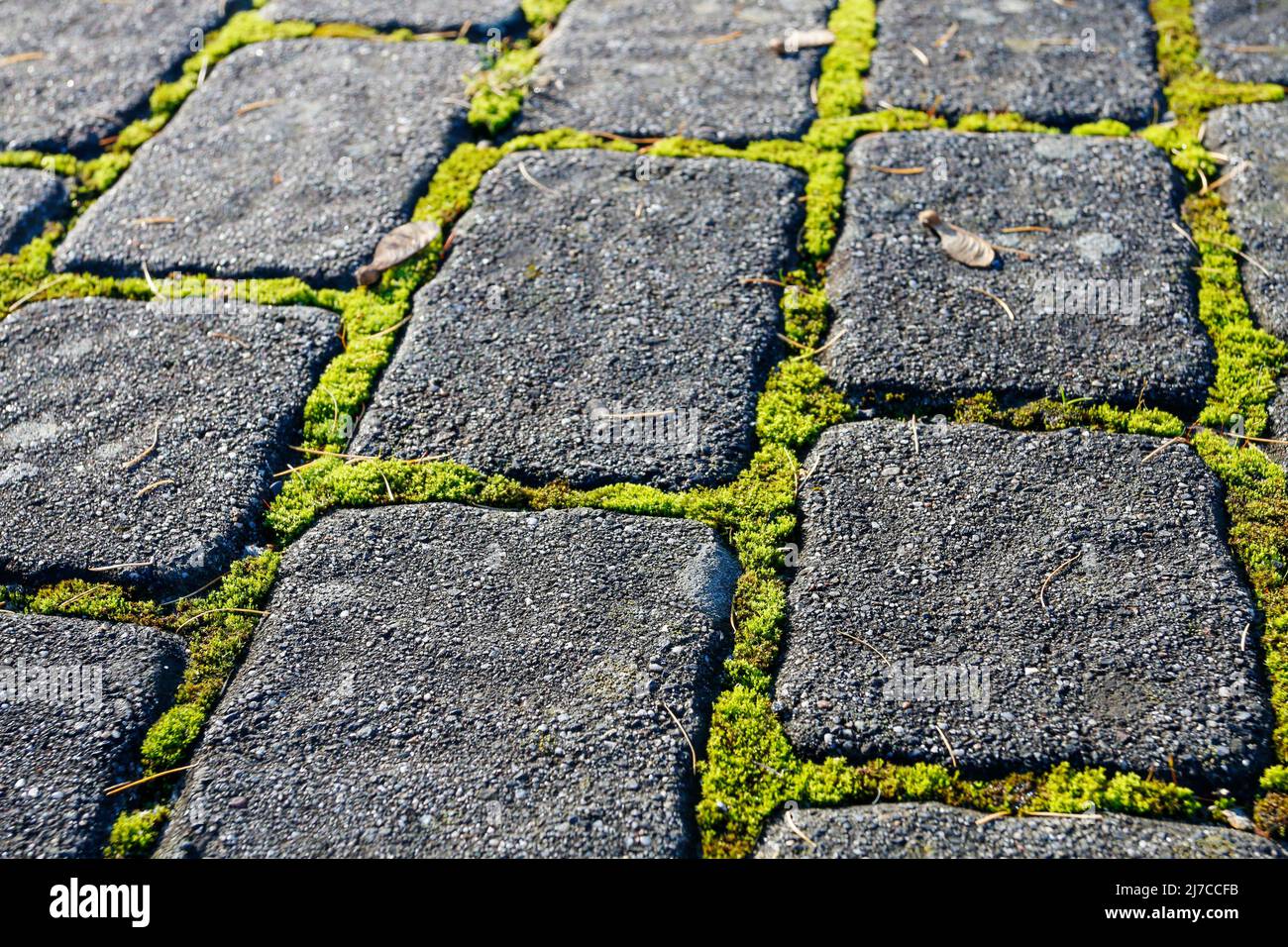 Stone garden path with moss in early morning light Stock Photo - Alamy