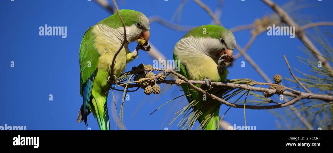 Australian bird eating fruit on tree hi-res stock photography and images - Alamy
