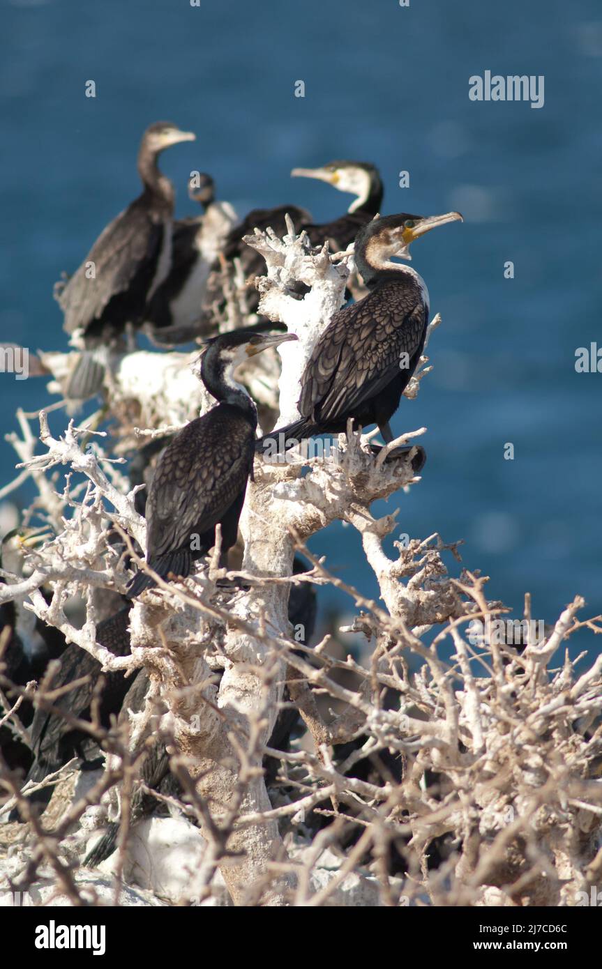 Great cormorants Phalacrocorax carbo on a tree. Sarpan Island. Iles de ...