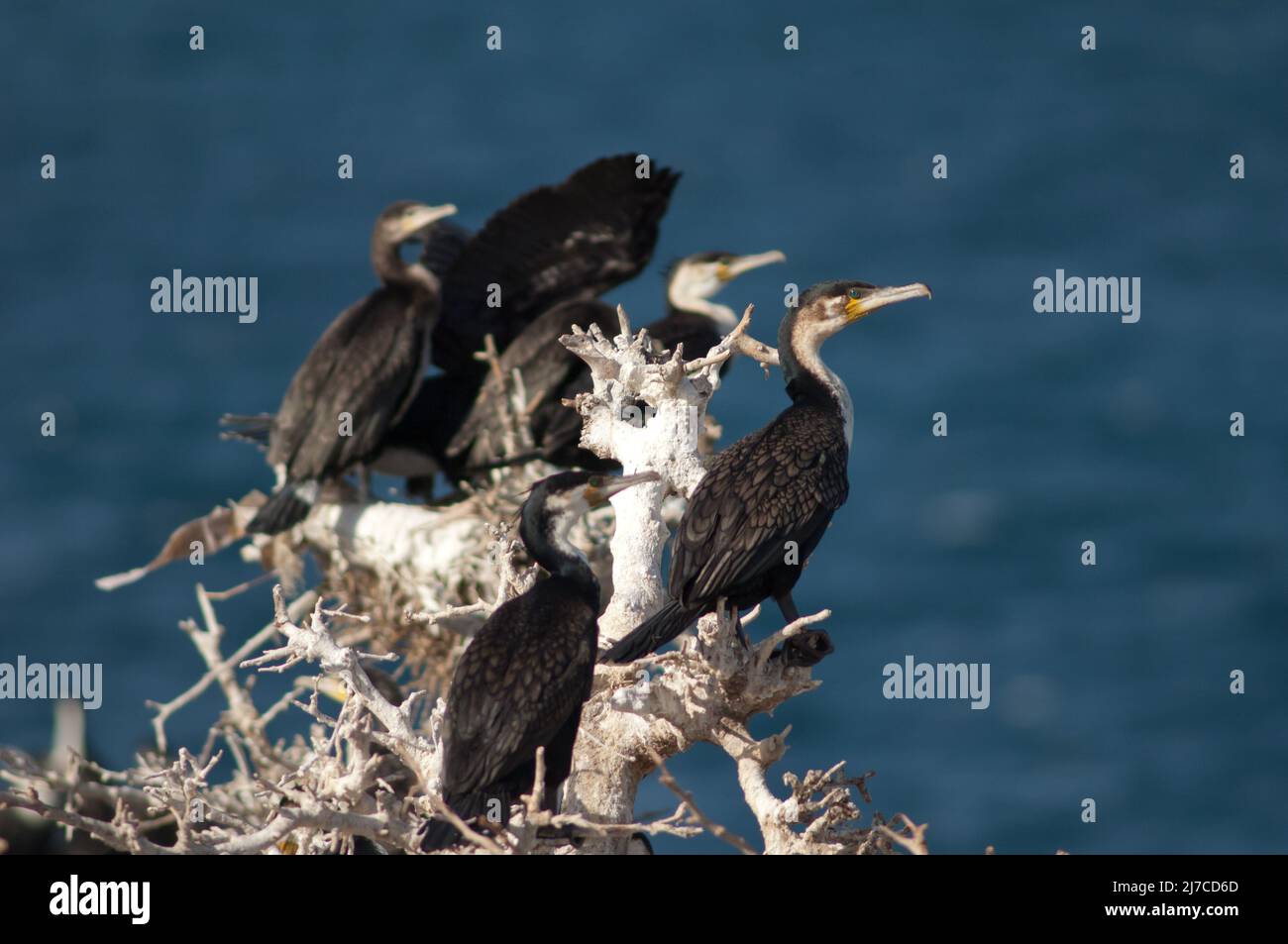 Great cormorants Phalacrocorax carbo on a tree. Sarpan Island. Iles de ...