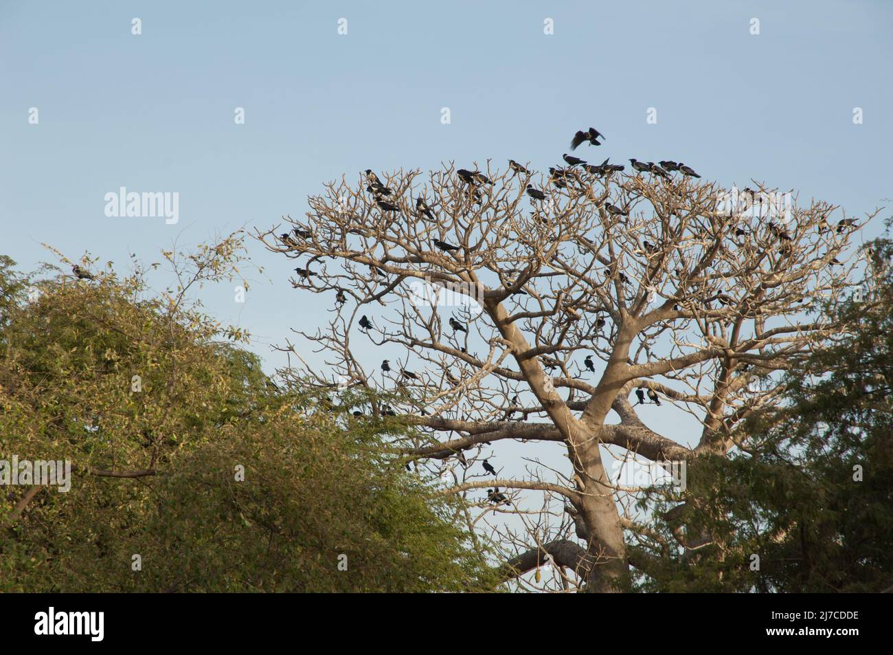 Communal roosts hi-res stock photography and images - Alamy