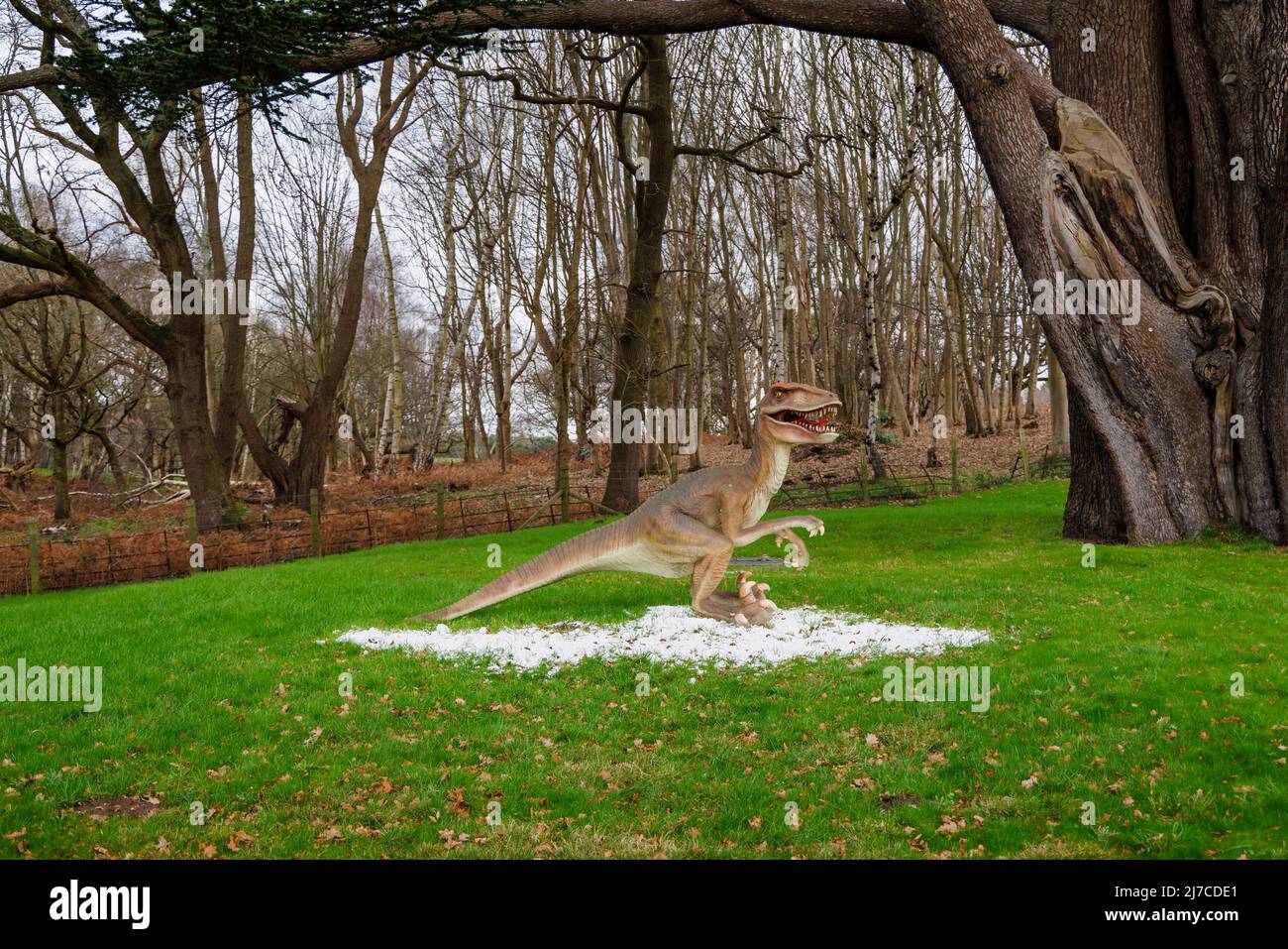 Model of Cretaceous period Dromaeosaurus, a raptor dinosaur, at the ...