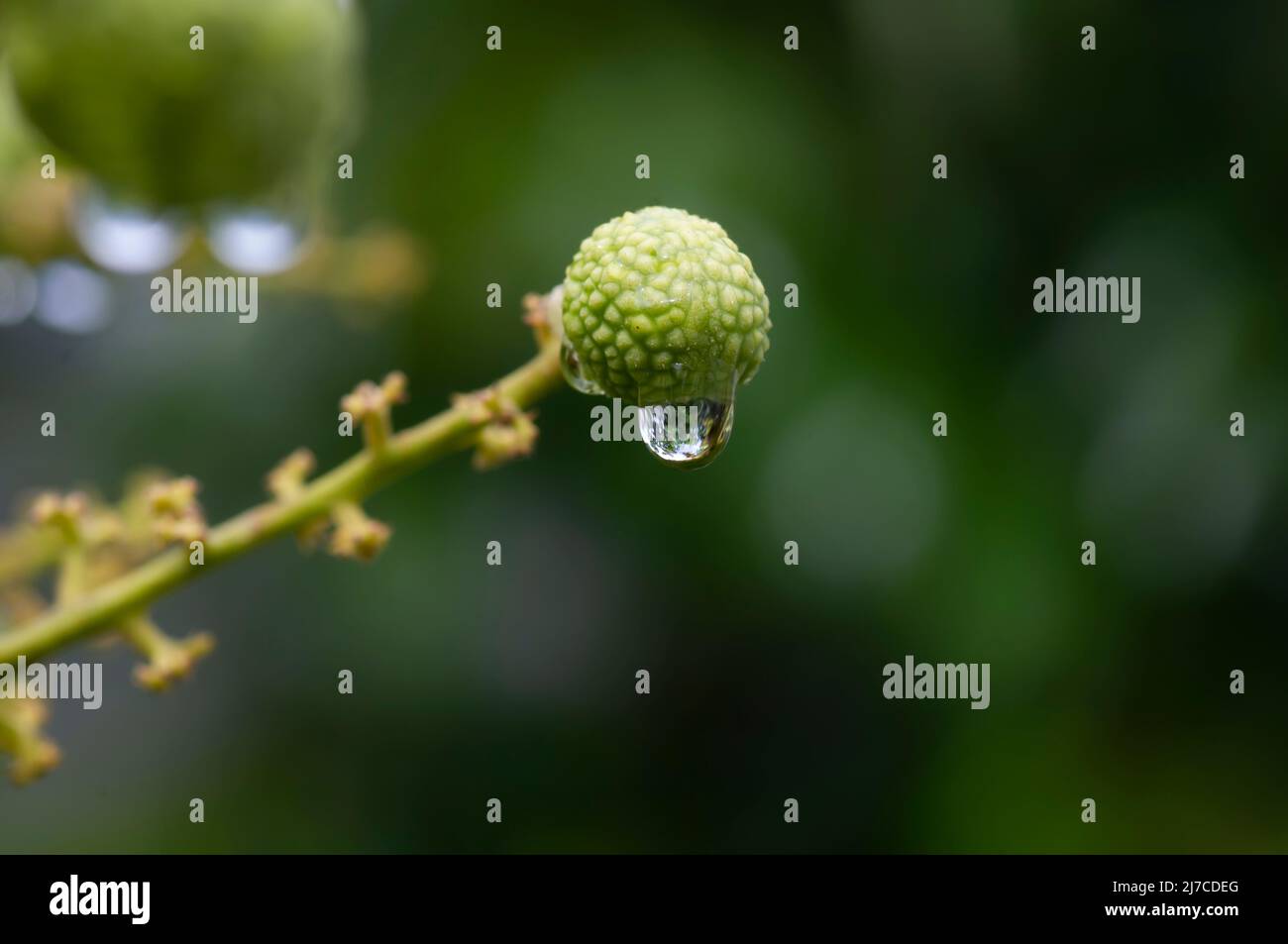 Longan ripe fruits (Dimocarpus longan) with water drops, in shallow ...