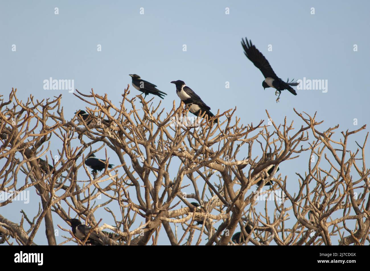 Pied crows Corvus albus on a communal roost. Dakar. Senegal Stock Photo ...