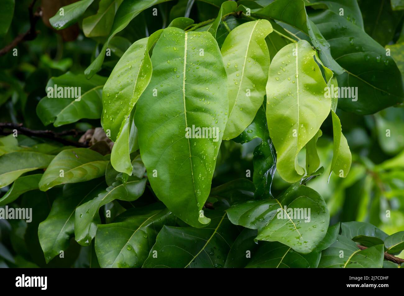 Gayam (Inocarpus fagiferus) leaves, known as Otaheite chestnuts ...