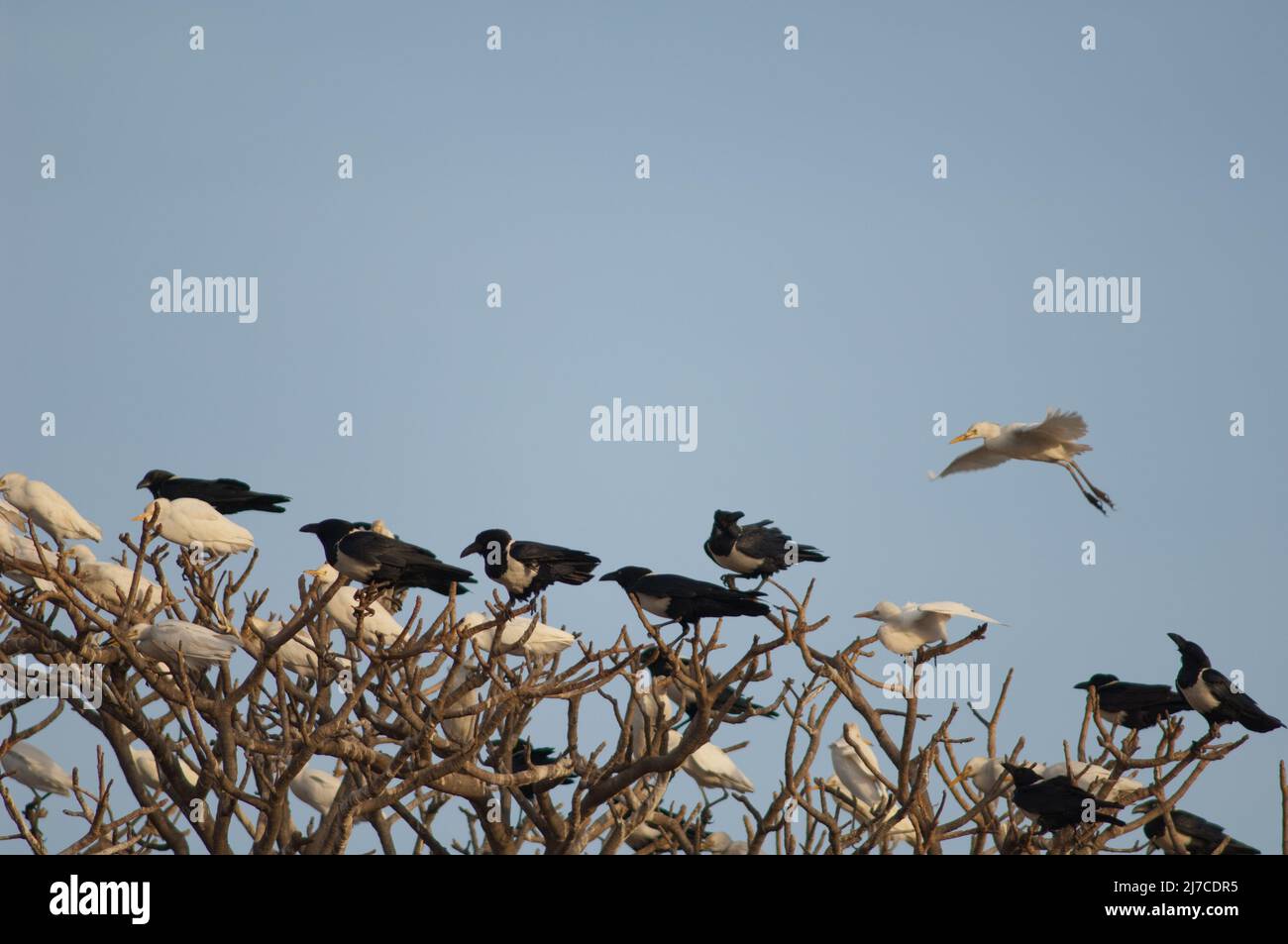 Pied crows Corvus albus and cattle egrets Bubulcus ibis on a communal ...