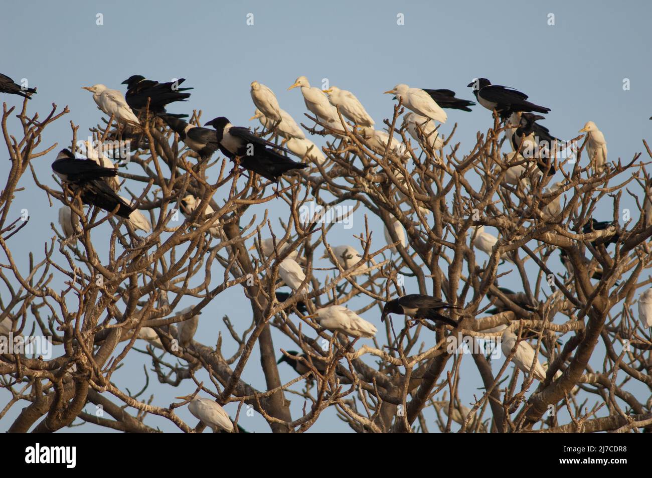 Cattle egrets Bubulcus ibis and pied crows Corvus albus on a communal ...