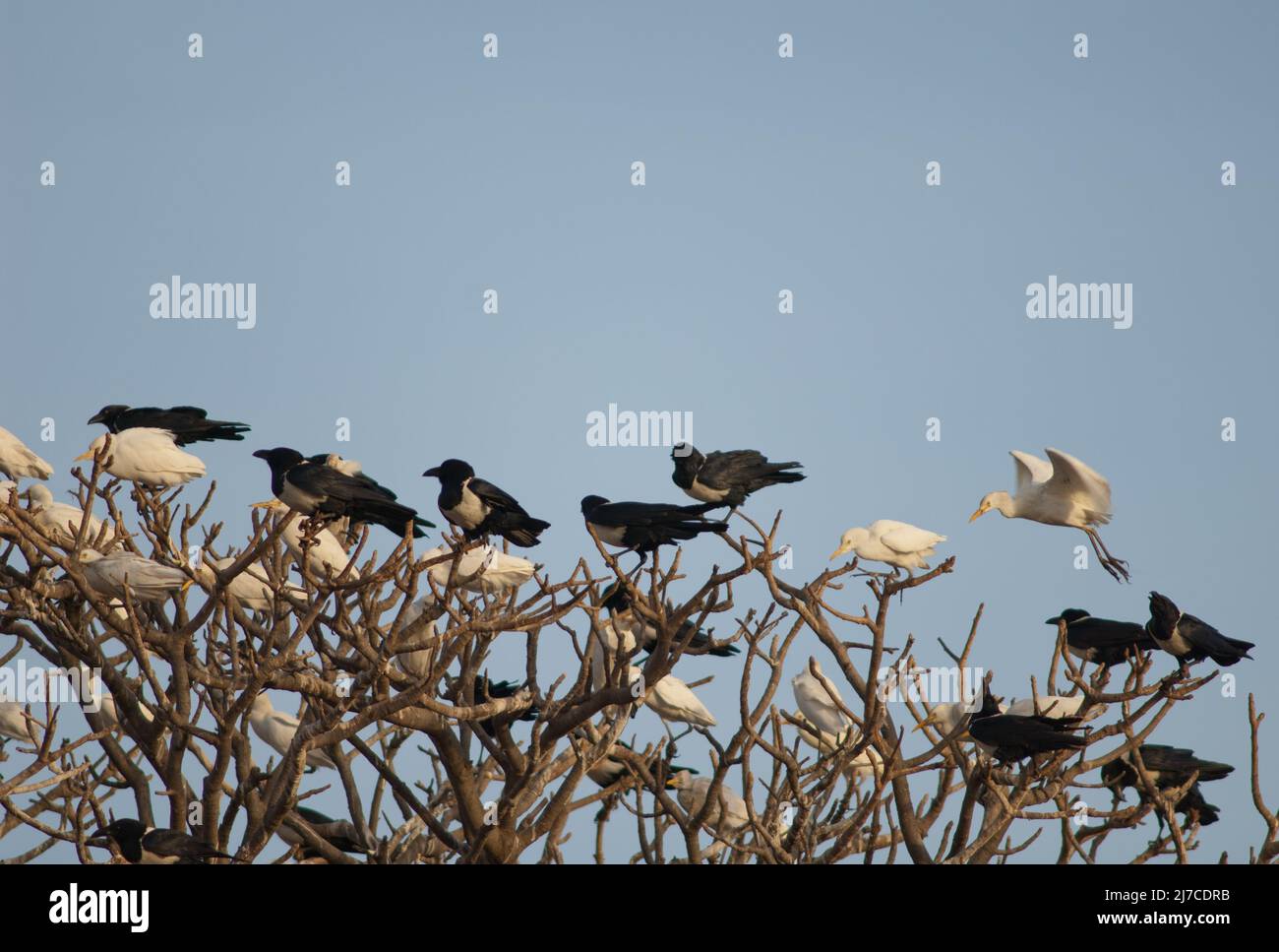 Pied crows Corvus albus and cattle egrets Bubulcus ibis on a communal ...