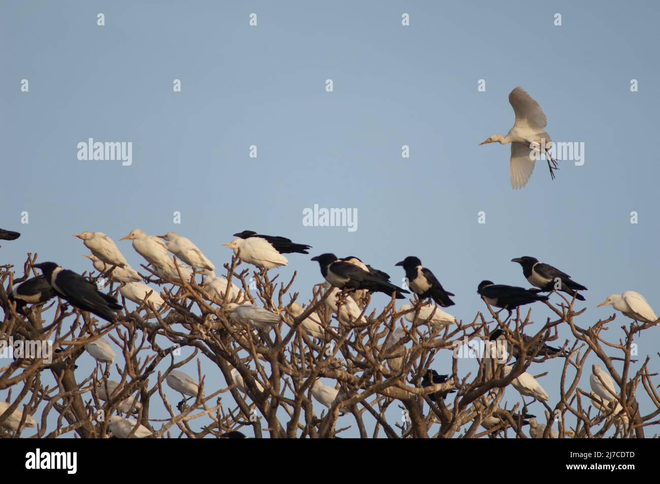 Cattle egrets Bubulcus ibis and pied crows Corvus albus on a communal ...