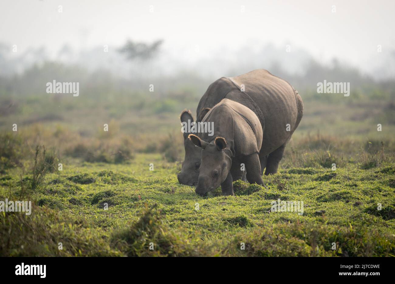 A one horned rhino grazing in the grasslands of the Chitwan National ...