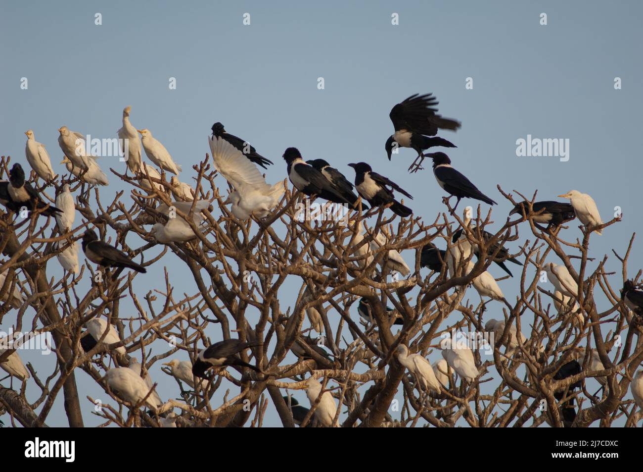 Pied crows Corvus albus and cattle egrets Bubulcus ibis on a communal ...