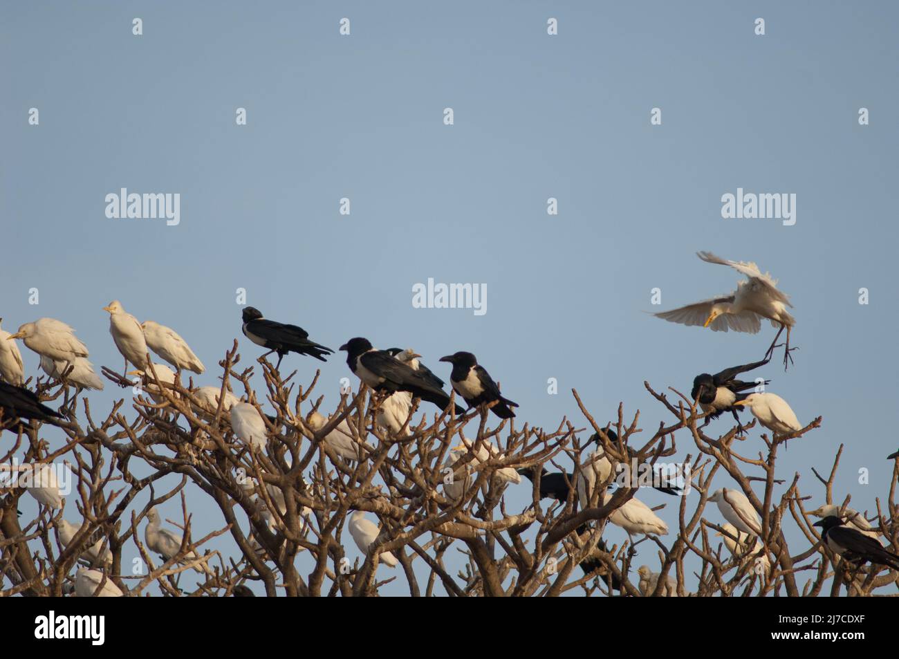 Pied crows Corvus albus and cattle egrets Bubulcus ibis on a communal ...