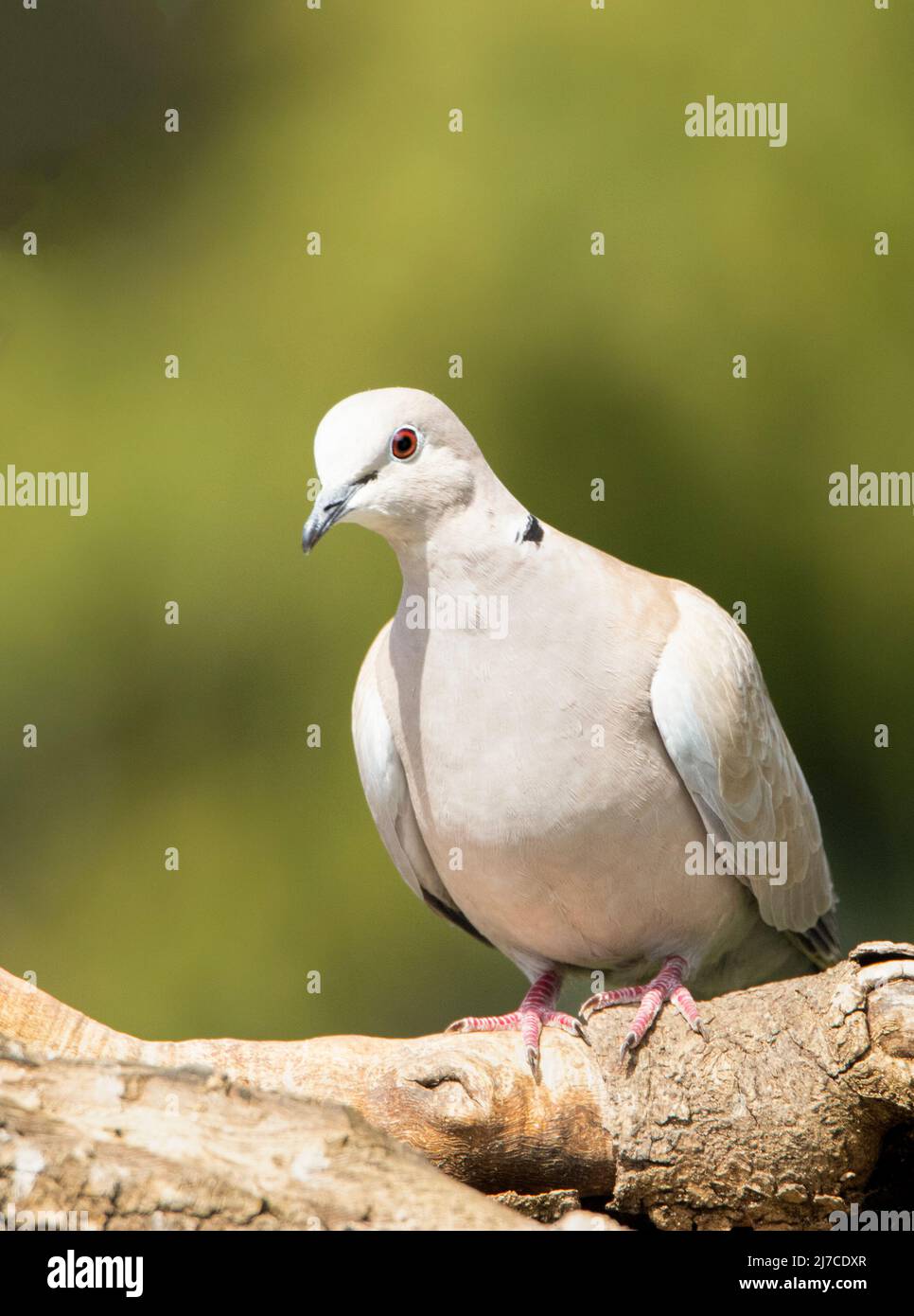 Black bird white collar hi-res stock photography and images - Alamy