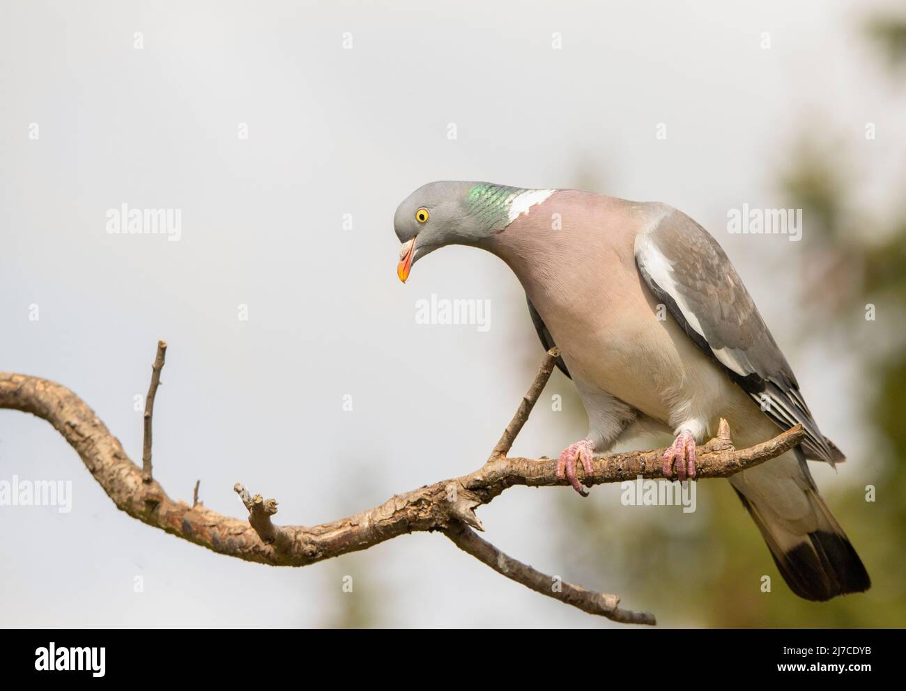 Pigeon shed hi-res stock photography and images - Alamy
