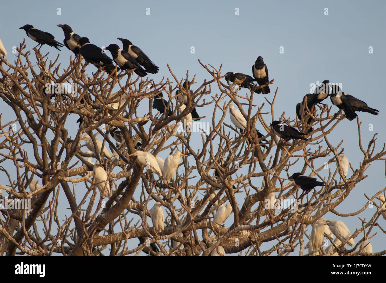 Pied crows Corvus albus and cattle egrets Bubulcus ibis on a communal ...