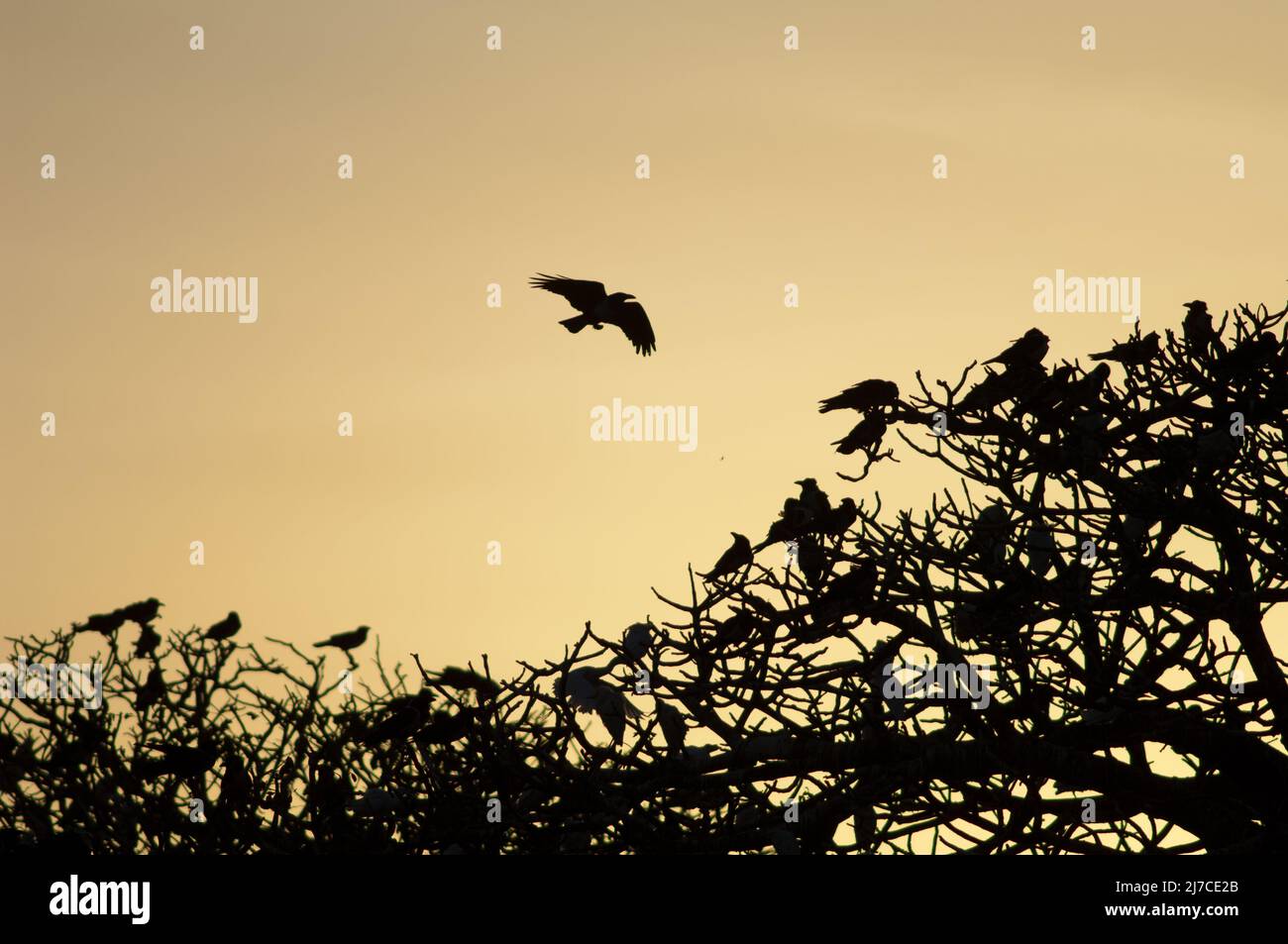 Pied crows Corvus albus on a communal roost at sunset. Dakar. Senegal ...