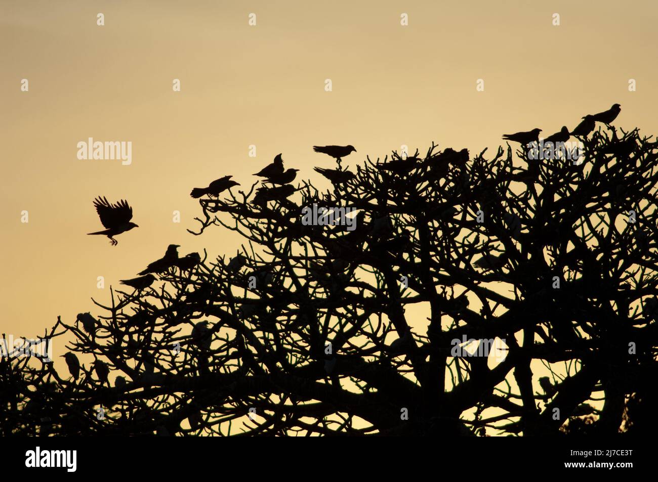 Crows flying to roost hi-res stock photography and images - Alamy