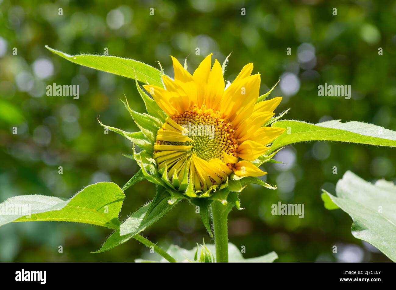 Almost blooming flower hi-res stock photography and images - Alamy